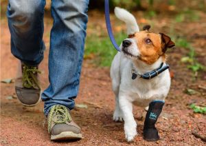 Canine Prosthetics for Dogs | Ortho Design
