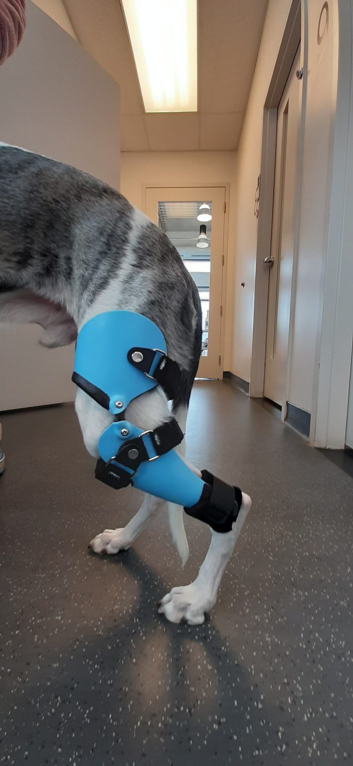 Dog Knee Braces for ACL and Cruciate Ligament
