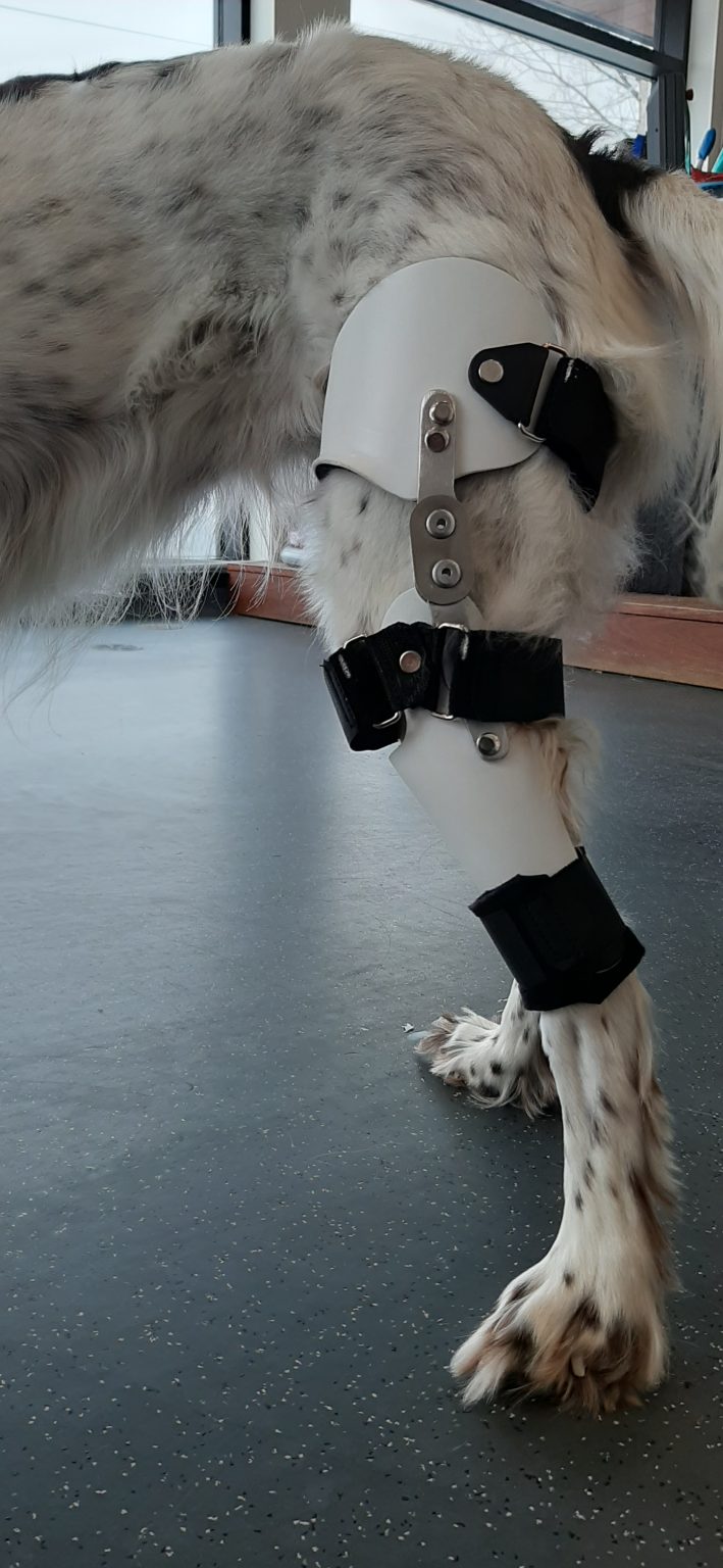 Dog Knee Braces for ACL and Cruciate Ligament