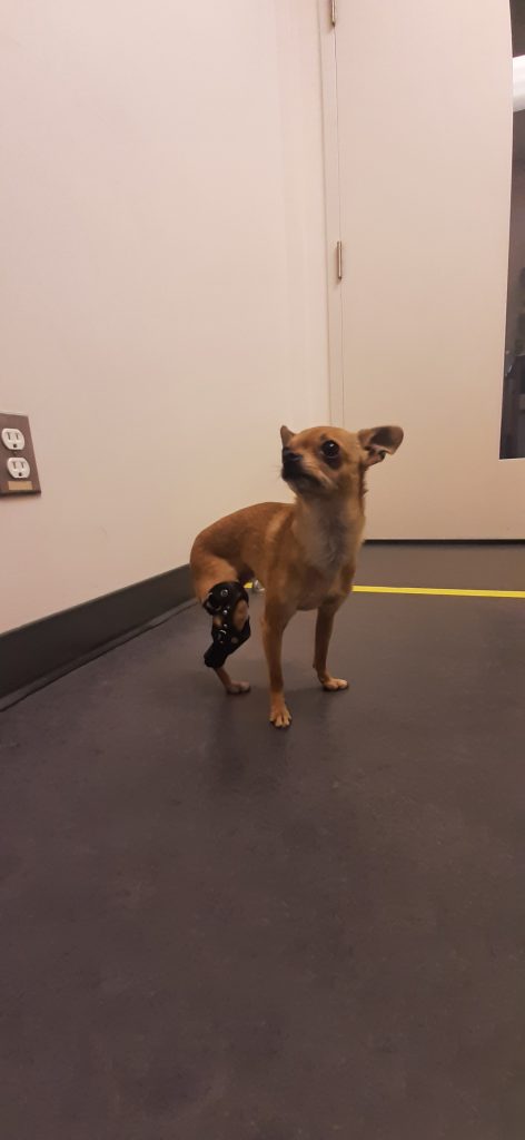 Dog Knee Braces for ACL and Cruciate Ligament
