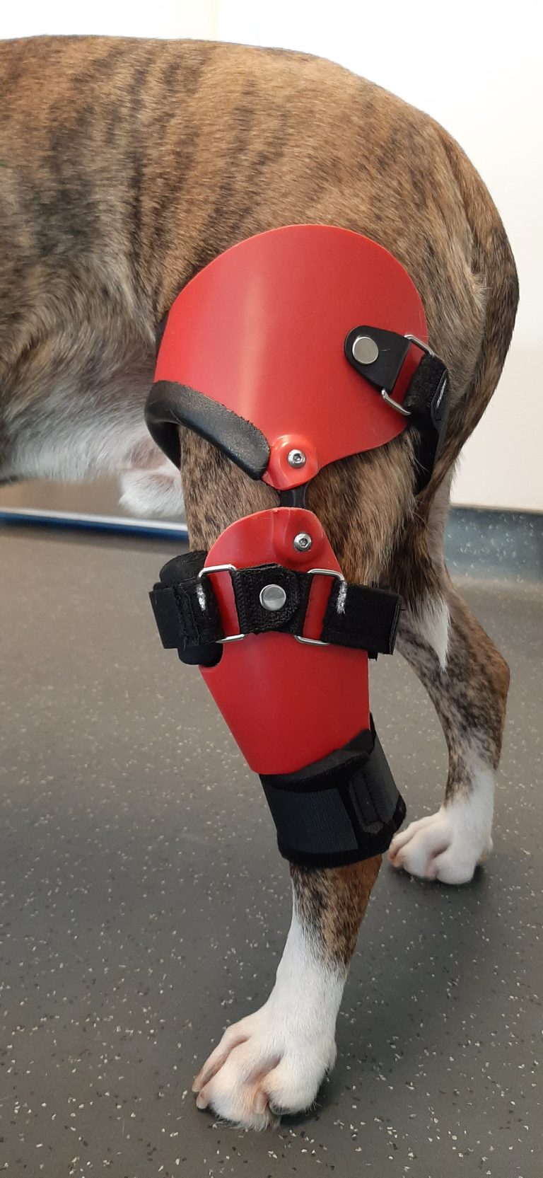 Dog Knee Braces for ACL and Cruciate Ligament