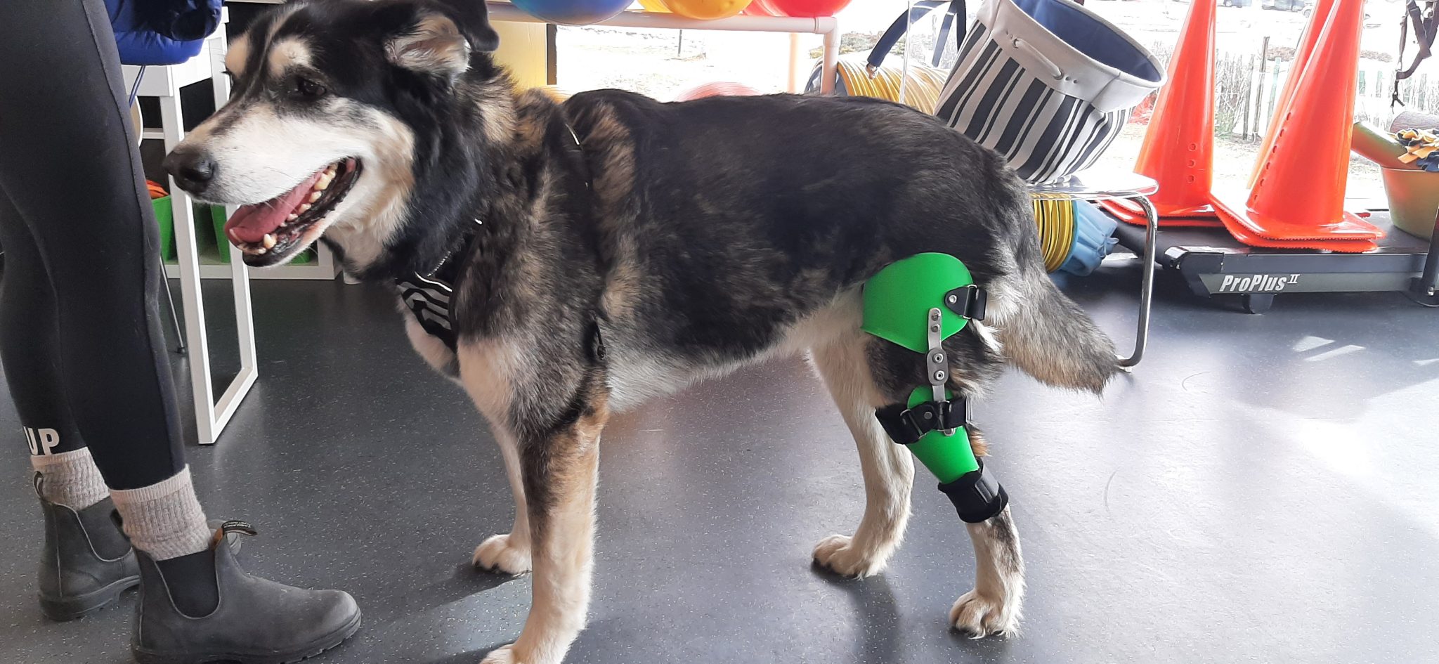 Dog Knee Braces for ACL and Cruciate Ligament