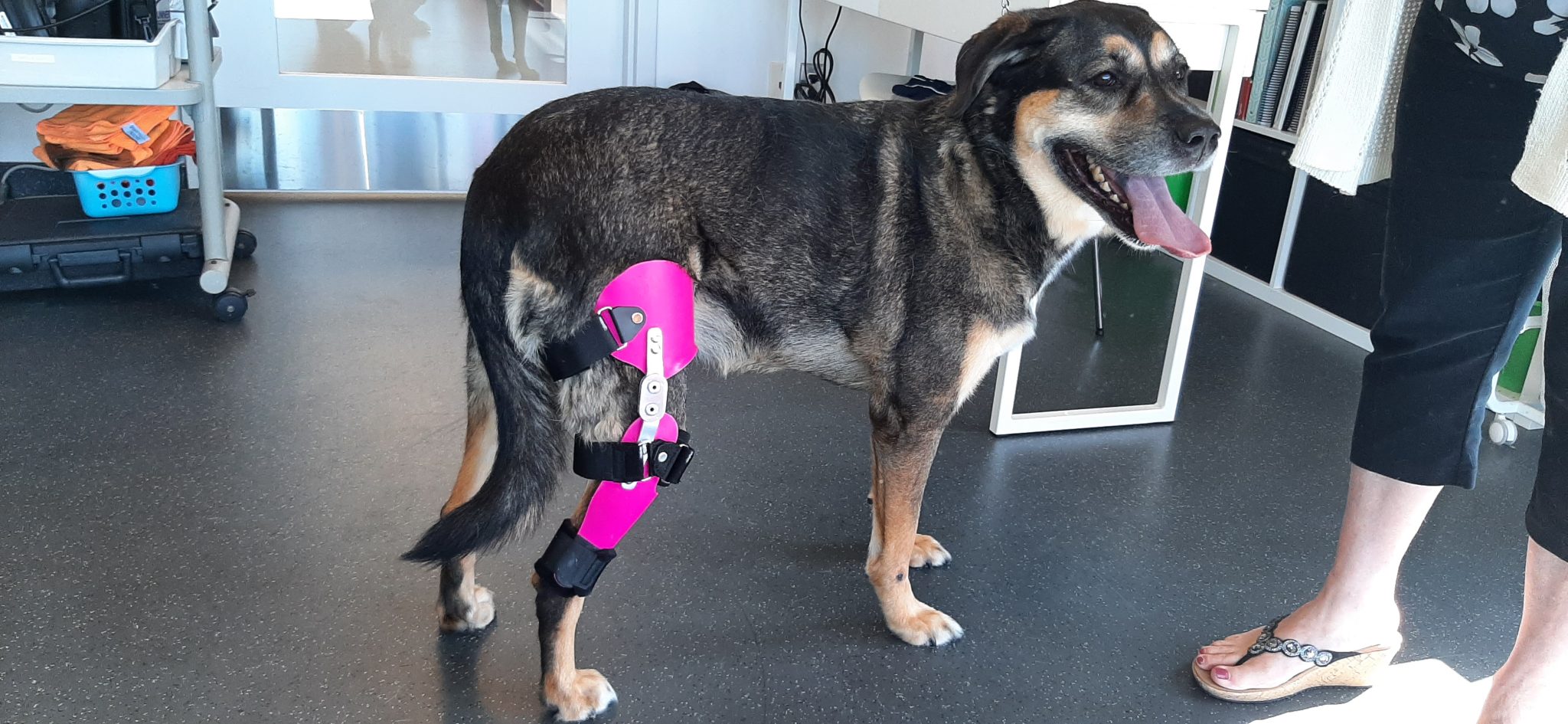 Dog Knee Braces for ACL and Cruciate Ligament
