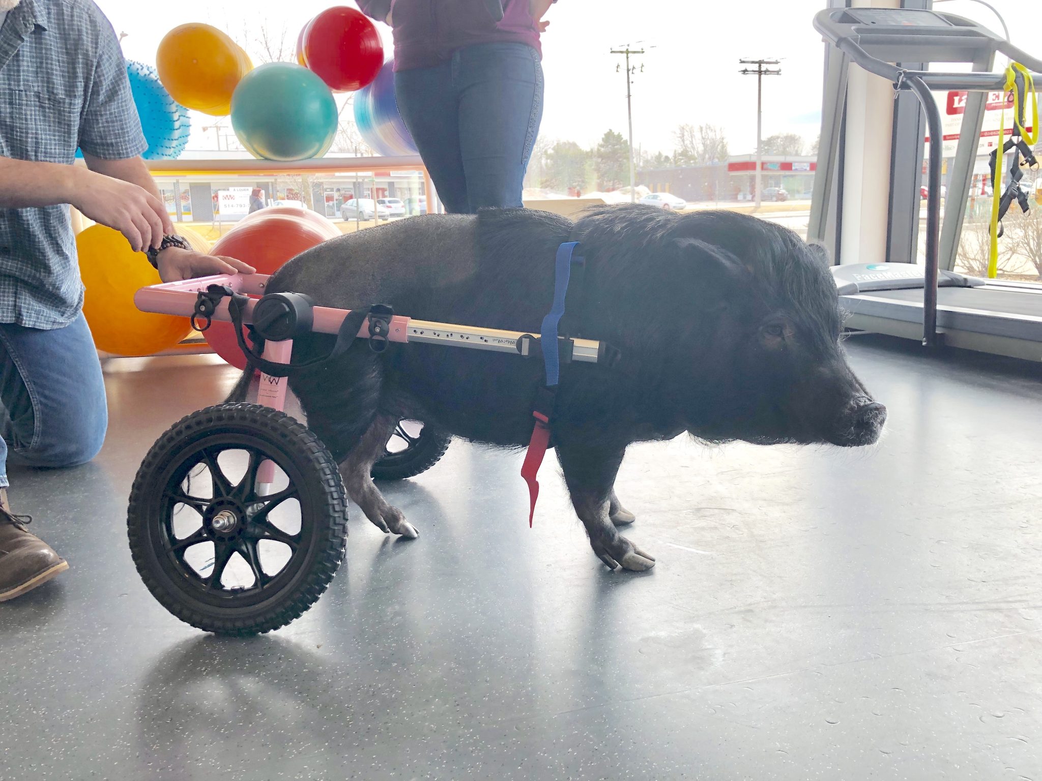 Orthopedic Braces for Dogs and Orthotics for Animals