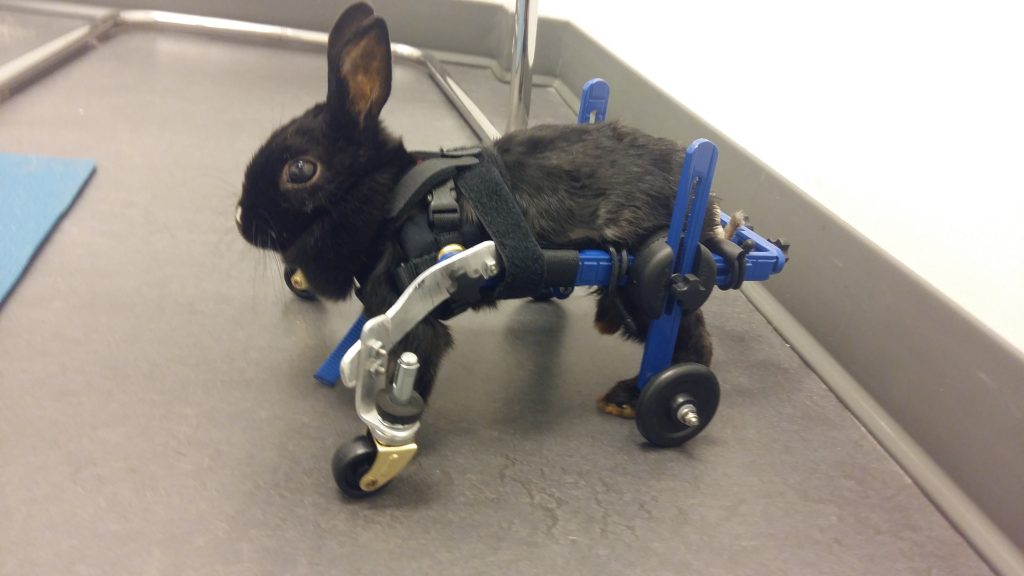Orthopedic Braces for Dogs and Orthotics for Animals