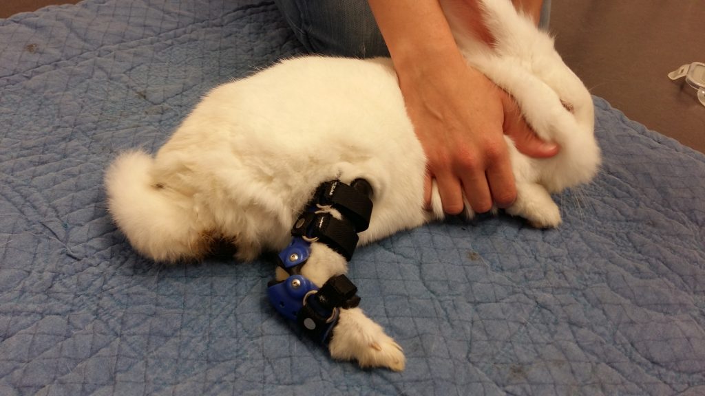 Orthopedic Braces for Dogs and Orthotics for Animals