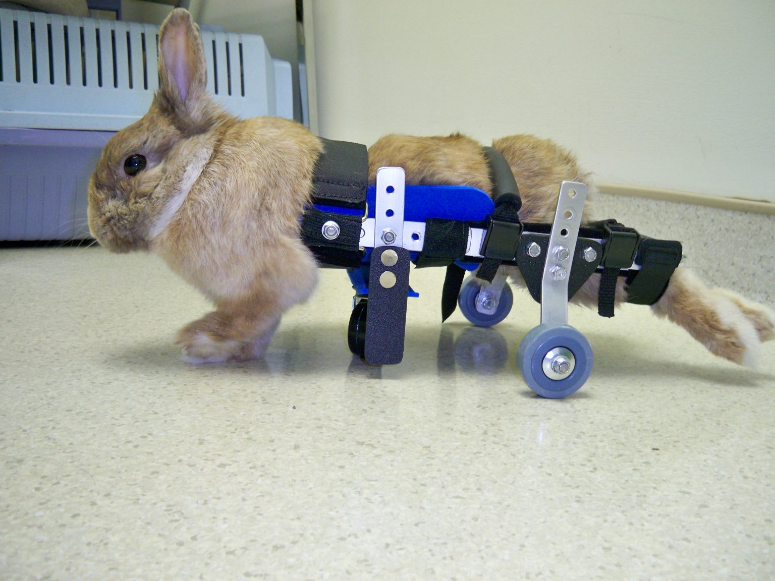 Custom Animal Prosthetics for Pets | Ortho Design